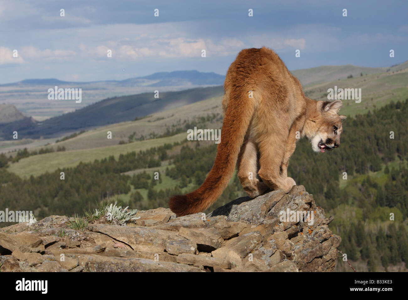 Tail balance hi-res stock photography and images - Alamy