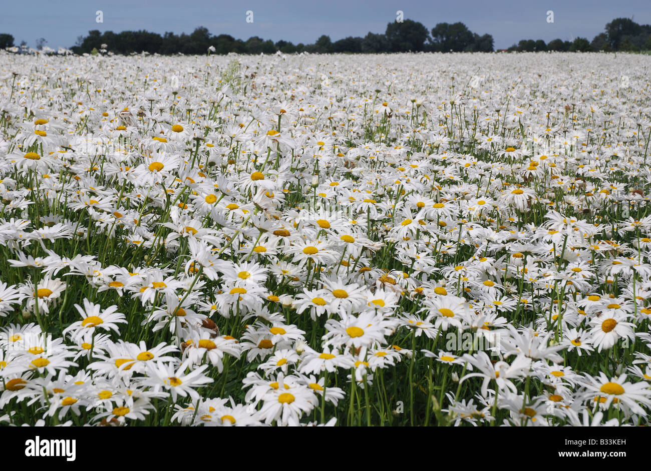 Field of white daisies for seed production in Zeeland Netherlands Stock ...
