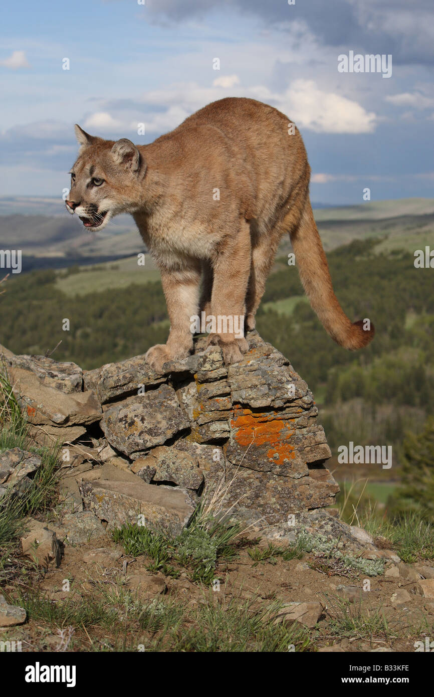 Felix concolor hi-res stock photography and images - Alamy