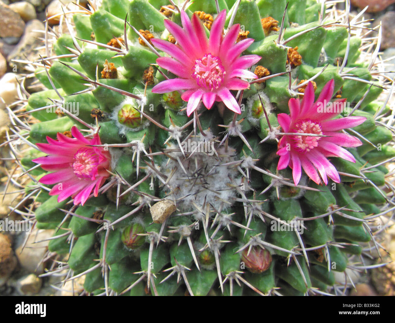 Cactus Mammilaria Mamilaria flowers blooming Stock Photo - Alamy
