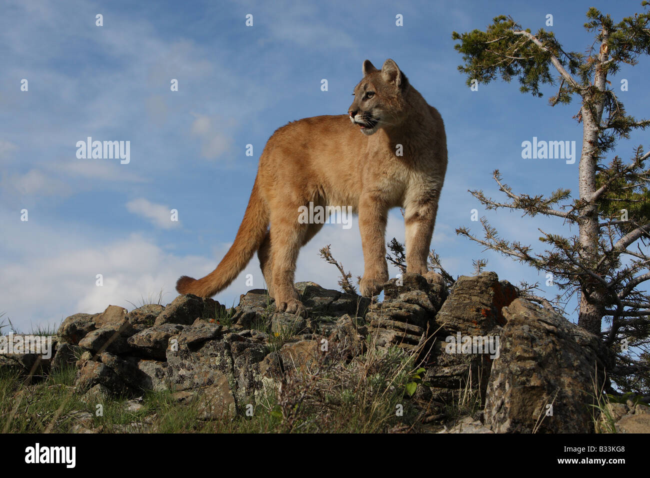 Cougar mountain lion puma felix hi-res stock photography and images - Alamy