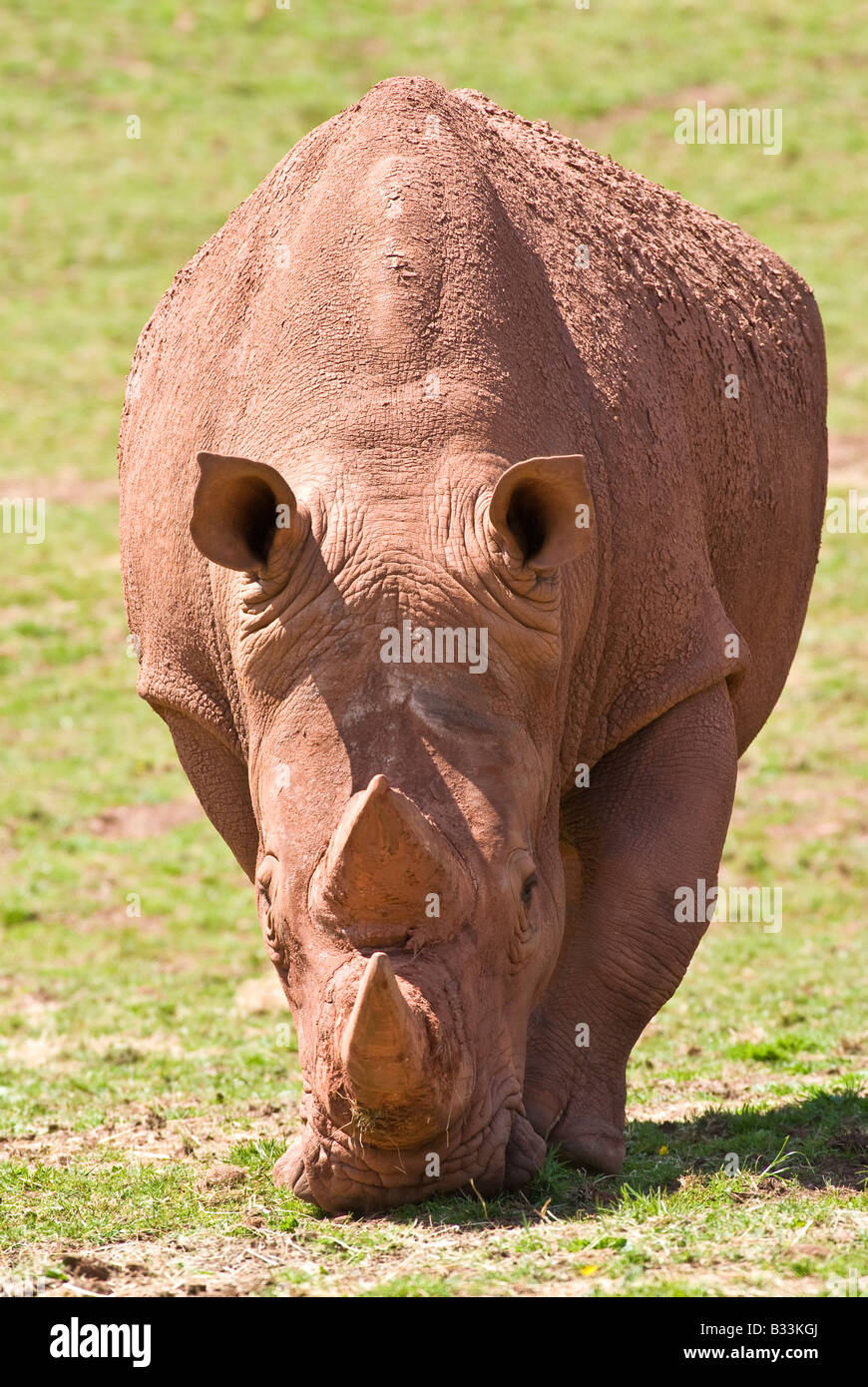 Big head animal hi-res stock photography and images - Alamy