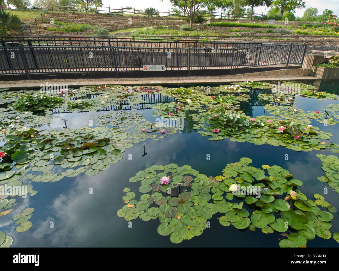 Texas San Angelo Civic League Park International Water Lily Collection ...