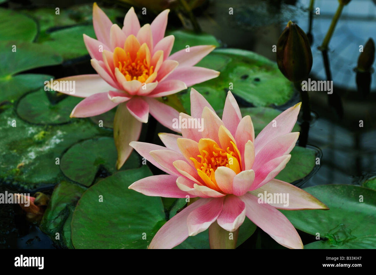 Water lily Nymphaea Stock Photo - Alamy
