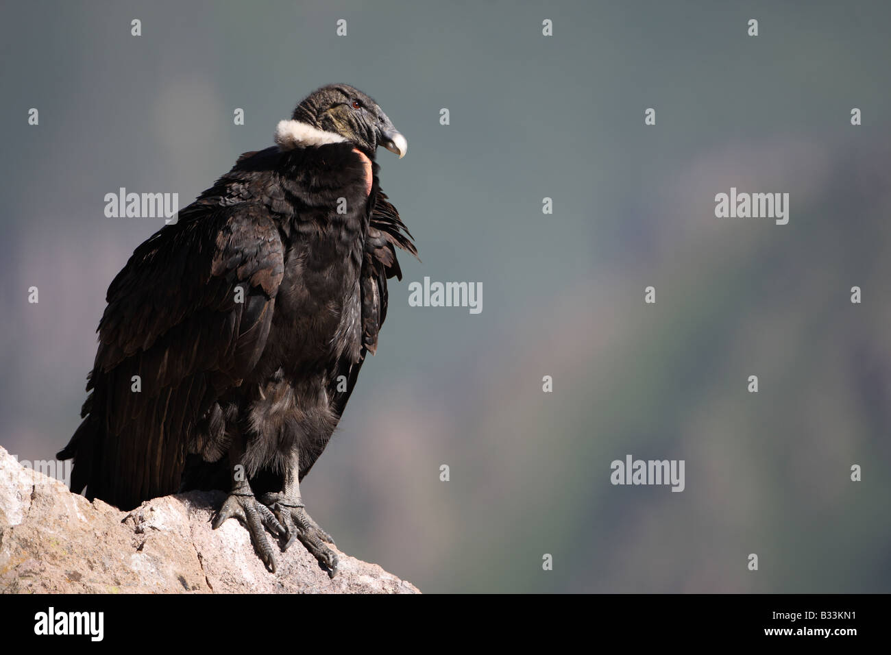 condor sitting on rock edge Stock Photo - Alamy