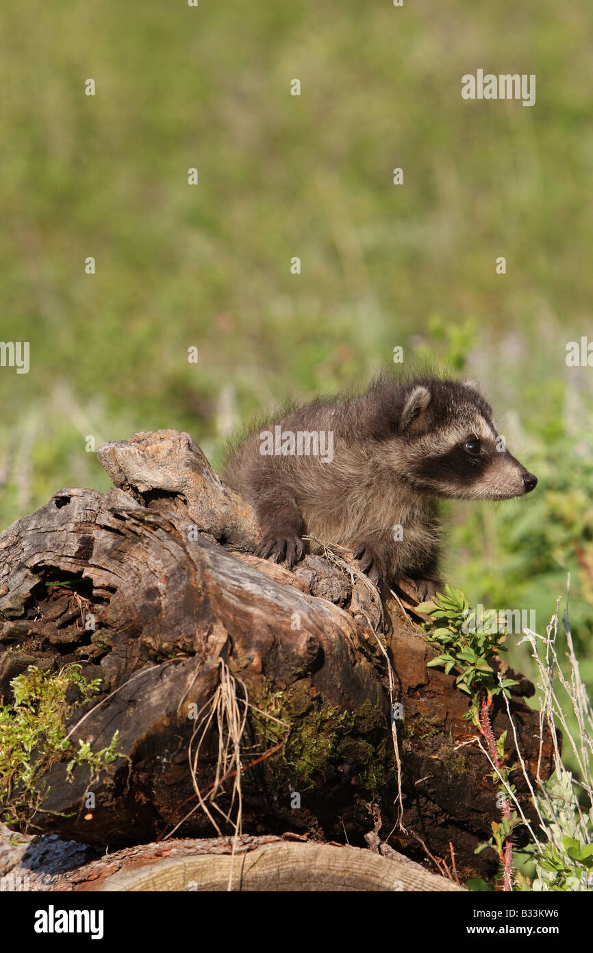Baby raccoon at night hi-res stock photography and images - Alamy