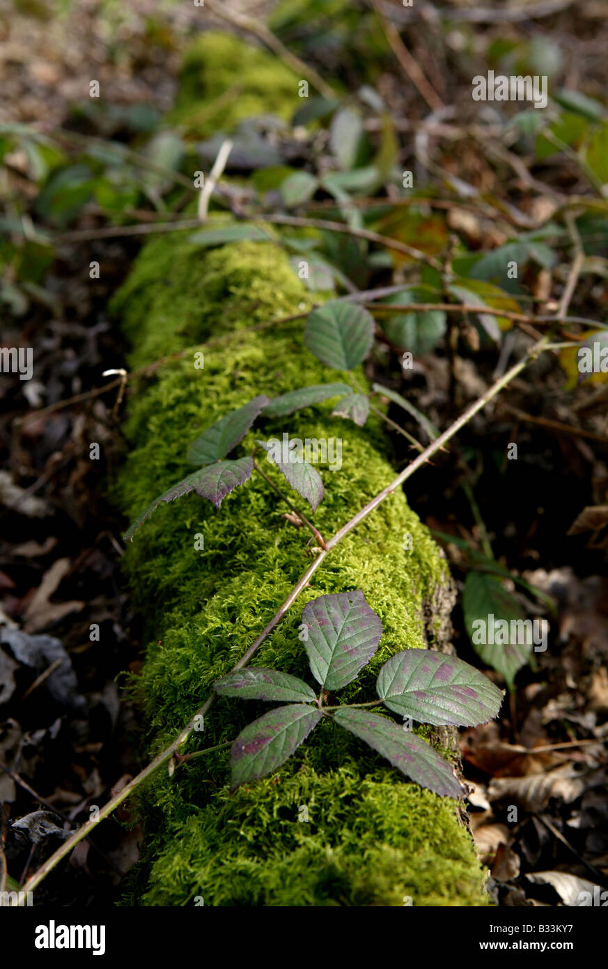 moss covered log on forrest floor overgrown with brambles and other ...