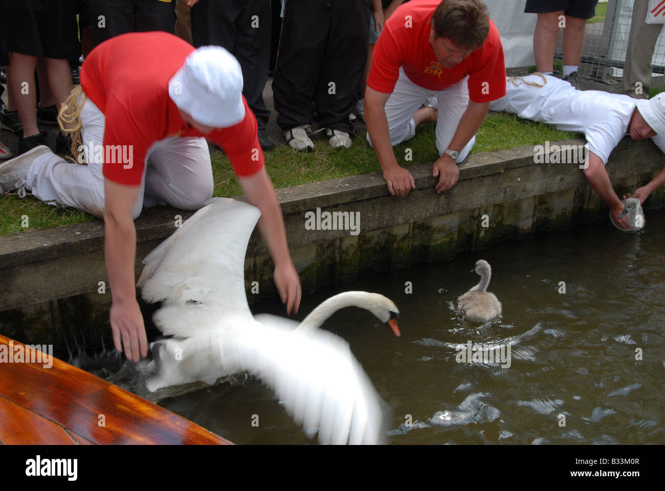 During the Swan Upping,all swans and cygnets are released onto the ...
