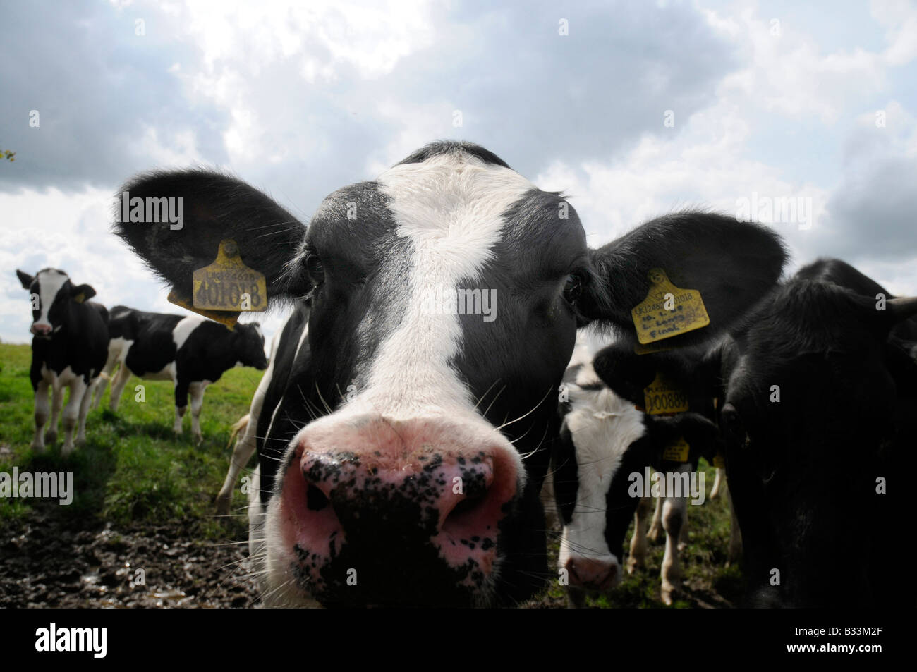 Cows face faces hi-res stock photography and images - Alamy