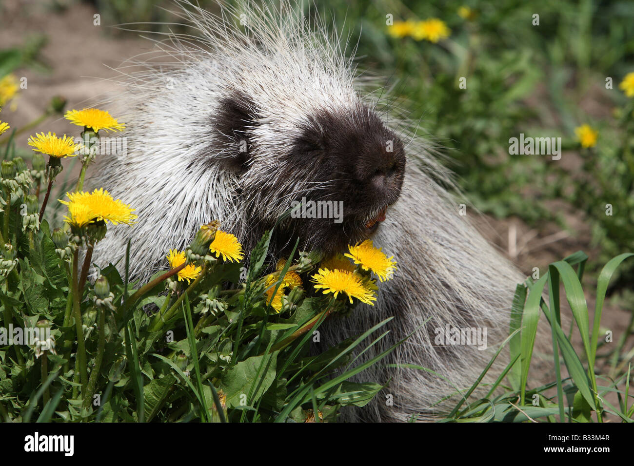 North american porcupine alaska hi-res stock photography and images - Alamy