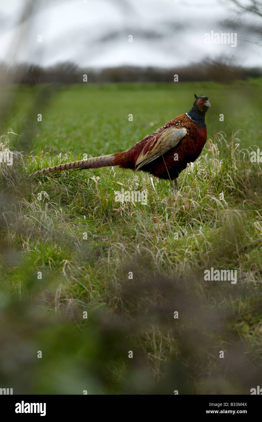 Pheasant standing close to field ditch seen through near vegetation ...