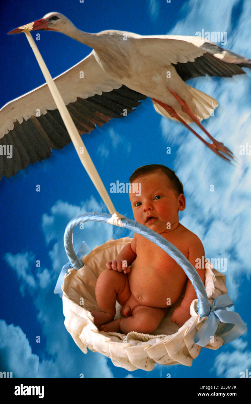 Baby stork hi-res stock photography and images - Alamy
