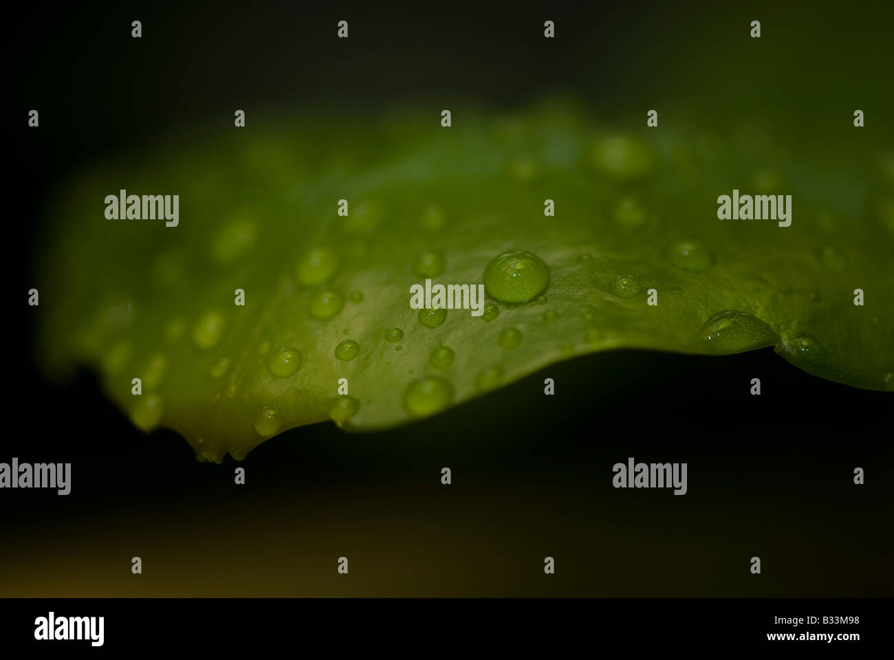 Leaf with water droplets Stock Photo - Alamy