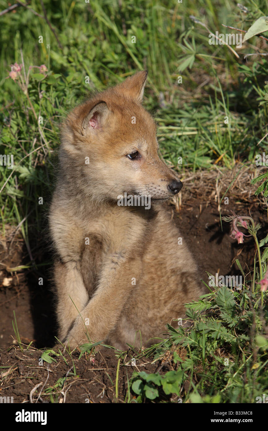 Wolf pups den hi-res stock photography and images - Alamy