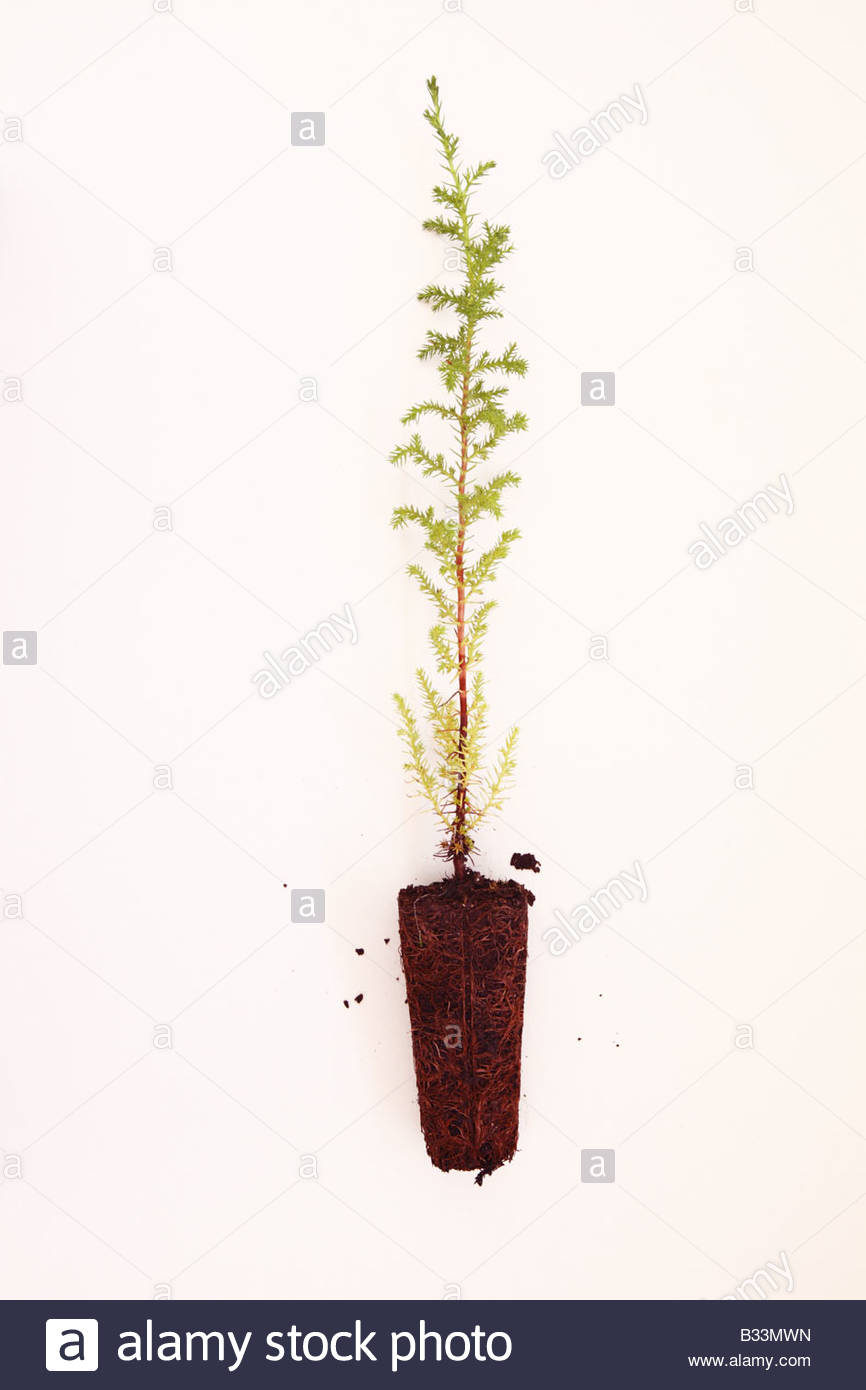 Sapling Stock Photos & Sapling Stock Images - Alamy