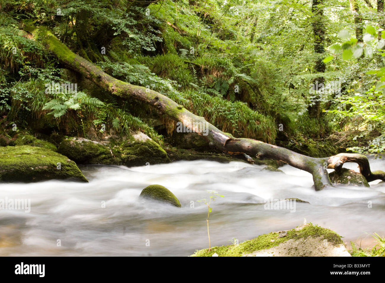 fallen tree in a forest stream in summer Stock Photo - Alamy