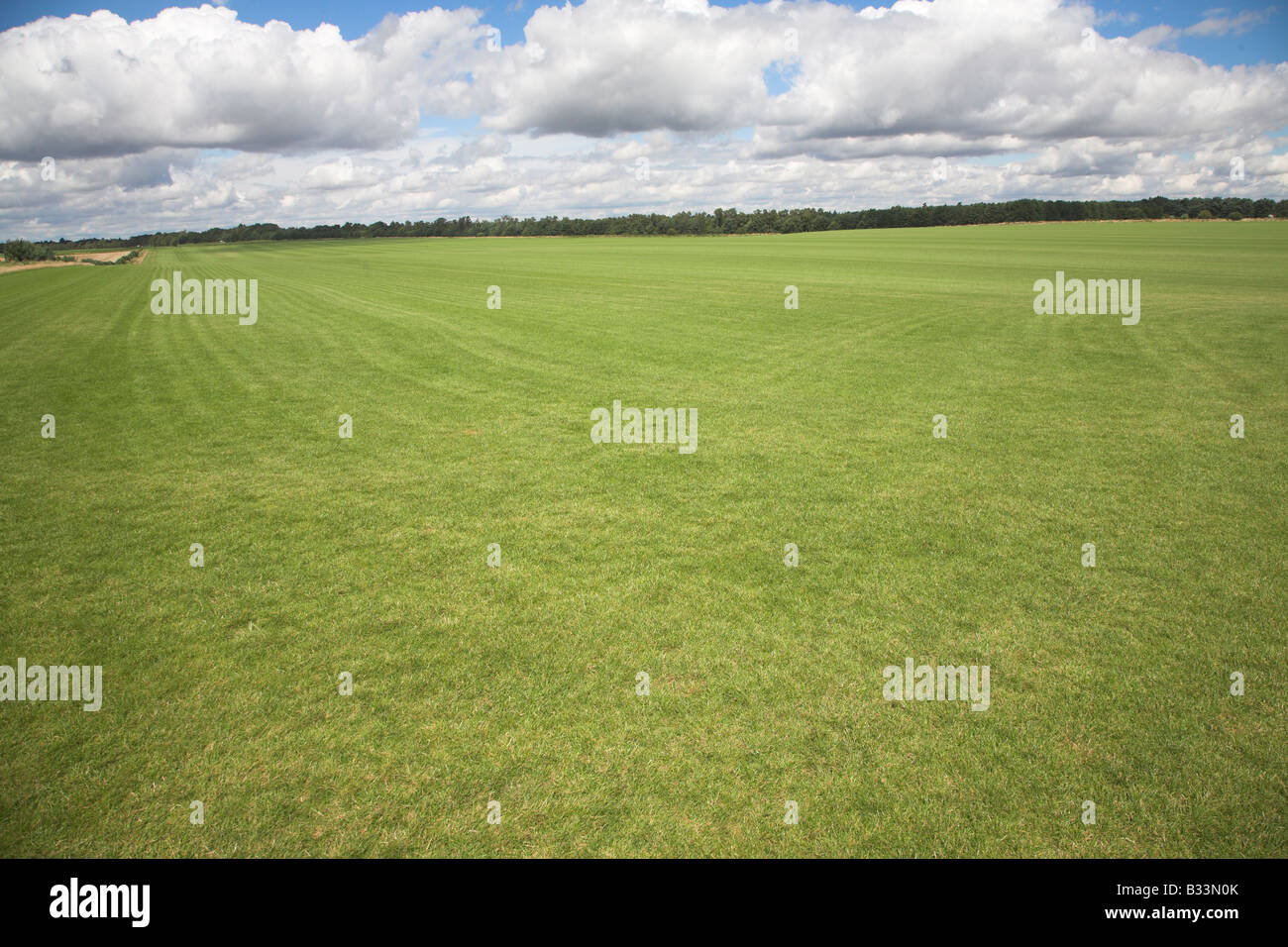 Field of grass mown short for commercial turf crop Stock Photo - Alamy