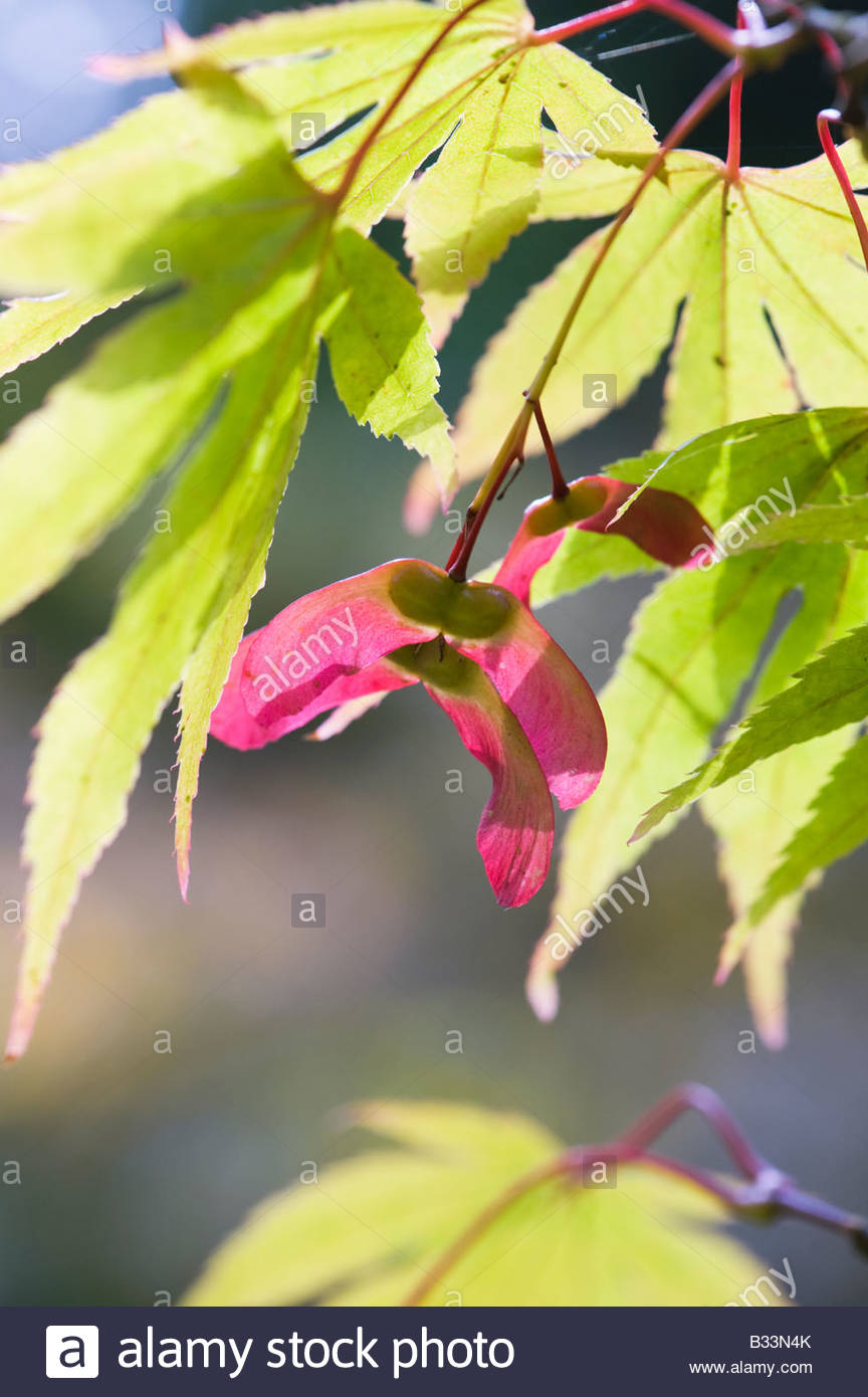 Pink Seed Pods Stock Photos & Pink Seed Pods Stock Images - Alamy