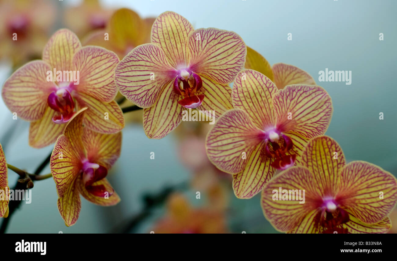 Beautifully Colored Orchids Stock Photo - Alamy