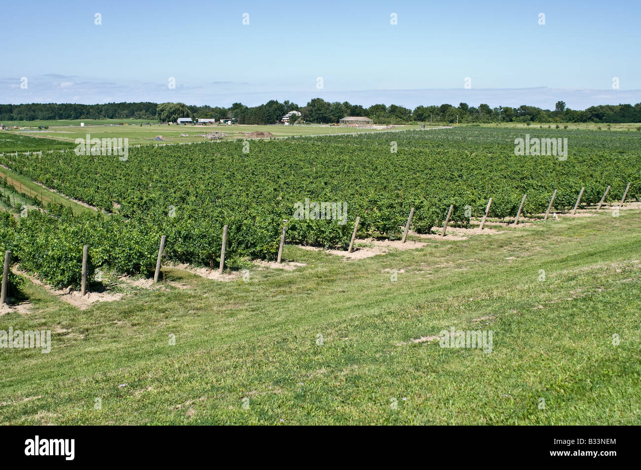 Niagara on the lake vineyard hi-res stock photography and images - Alamy