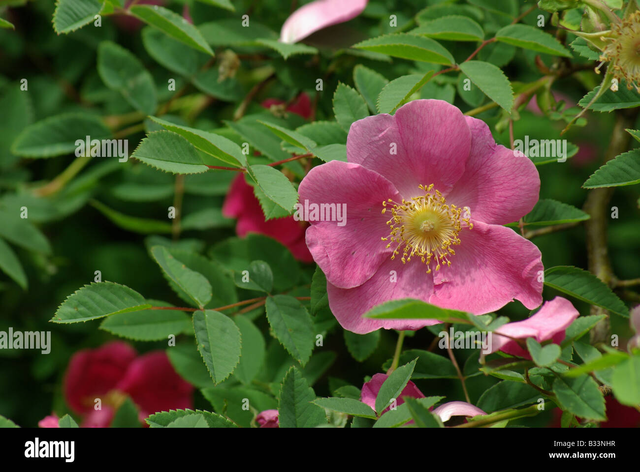 Rosa HOLEHIRD SEEDLING, a cultivated variety of rose Stock Photo - Alamy