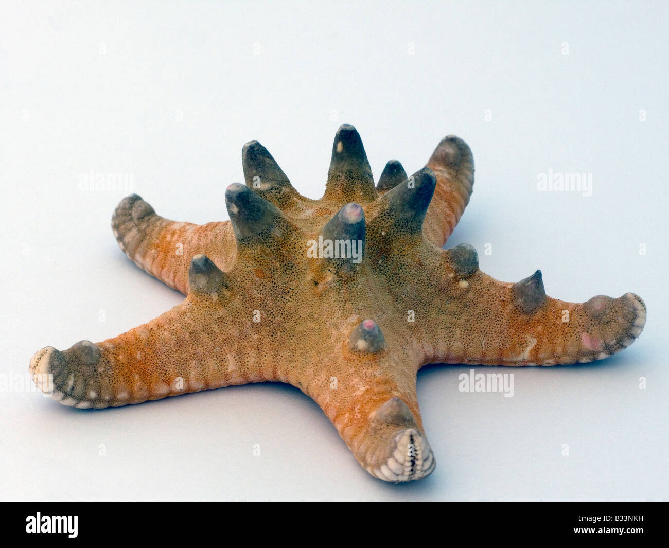 Sea star - isolated on white Stock Photo - Alamy