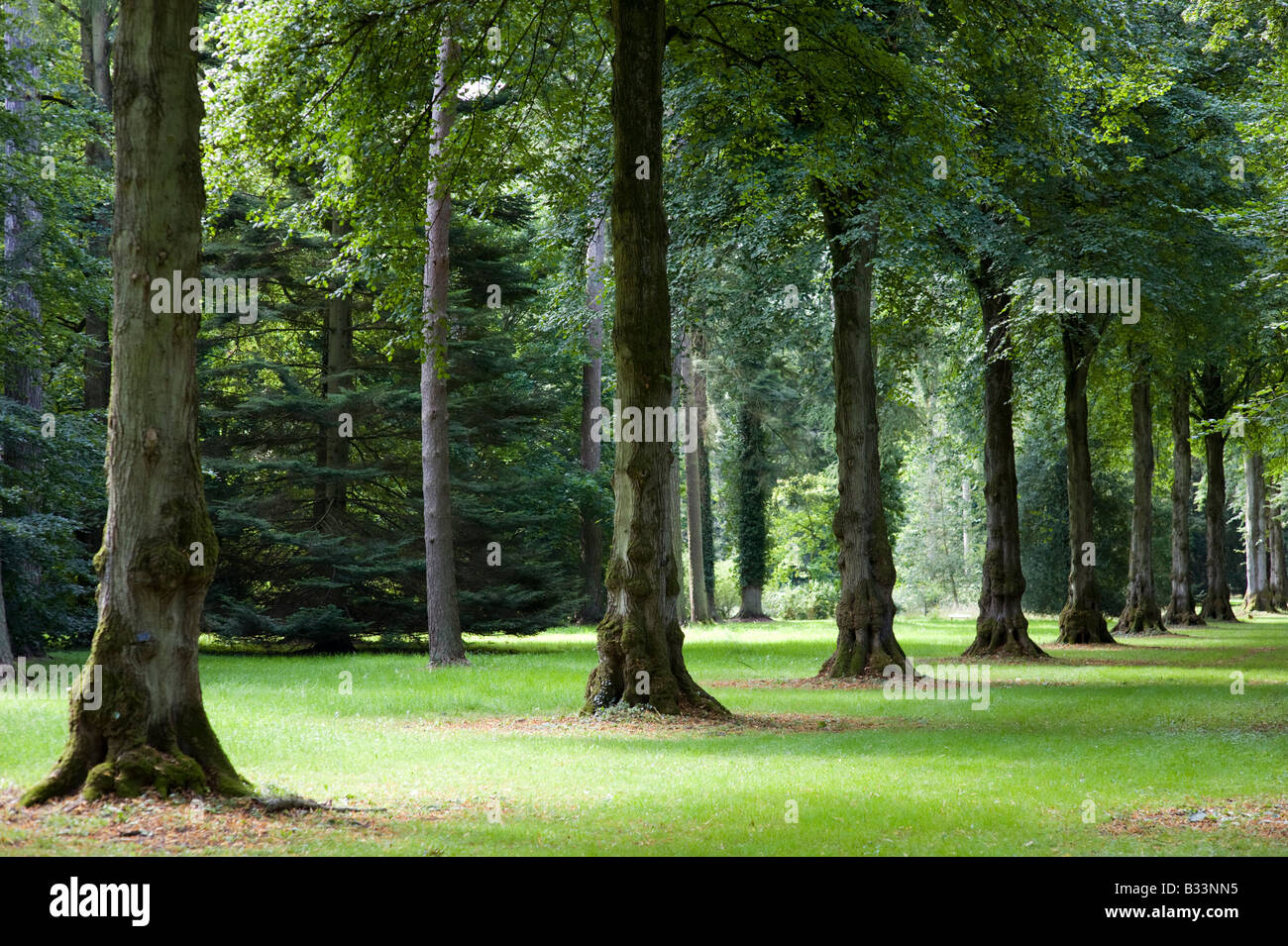 Westonbirt arboretum summer hi-res stock photography and images - Alamy