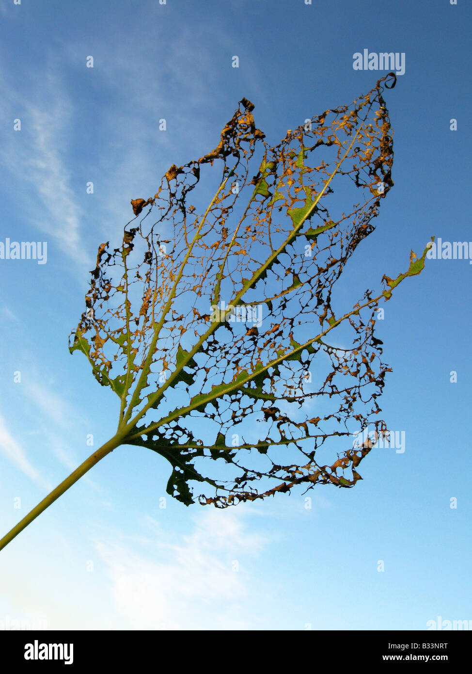 Leaf skeleton hi-res stock photography and images - Alamy