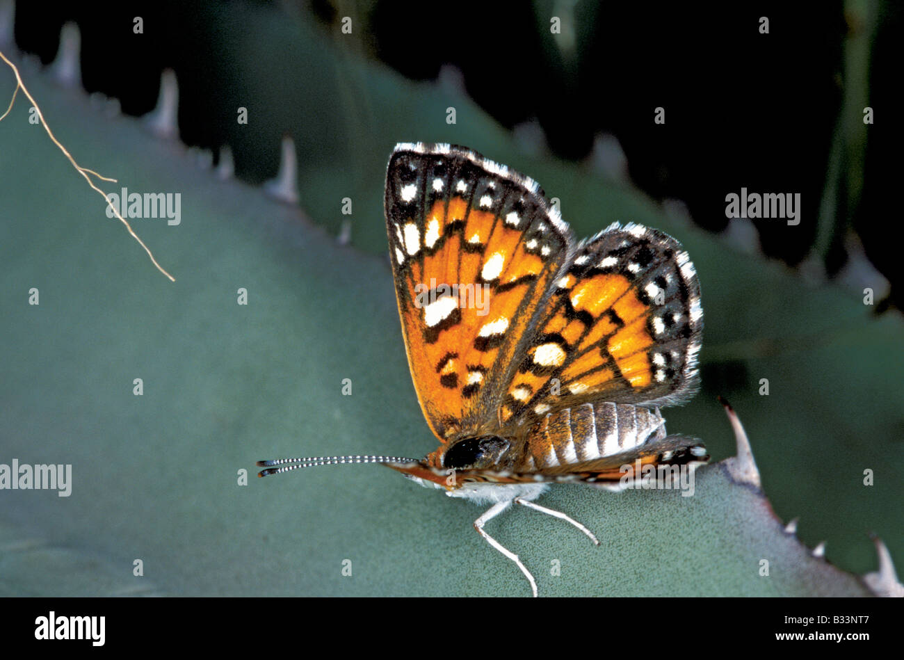 Mormon metalmark hi-res stock photography and images - Alamy