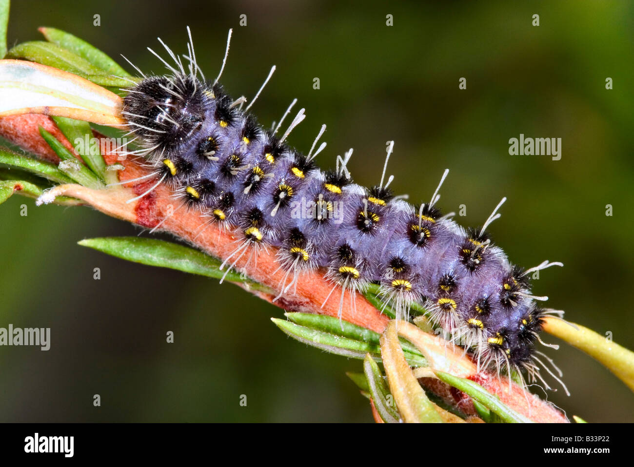 Mormon Metalmark Apodemia mormo Stock Photo - Alamy