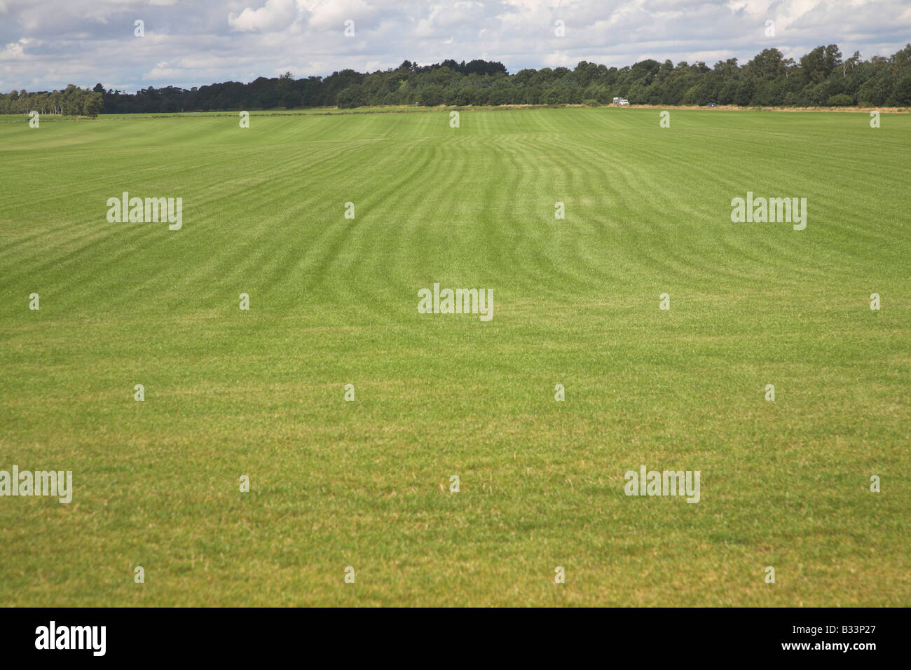 Field of grass mown short for commercial turf crop Stock Photo - Alamy