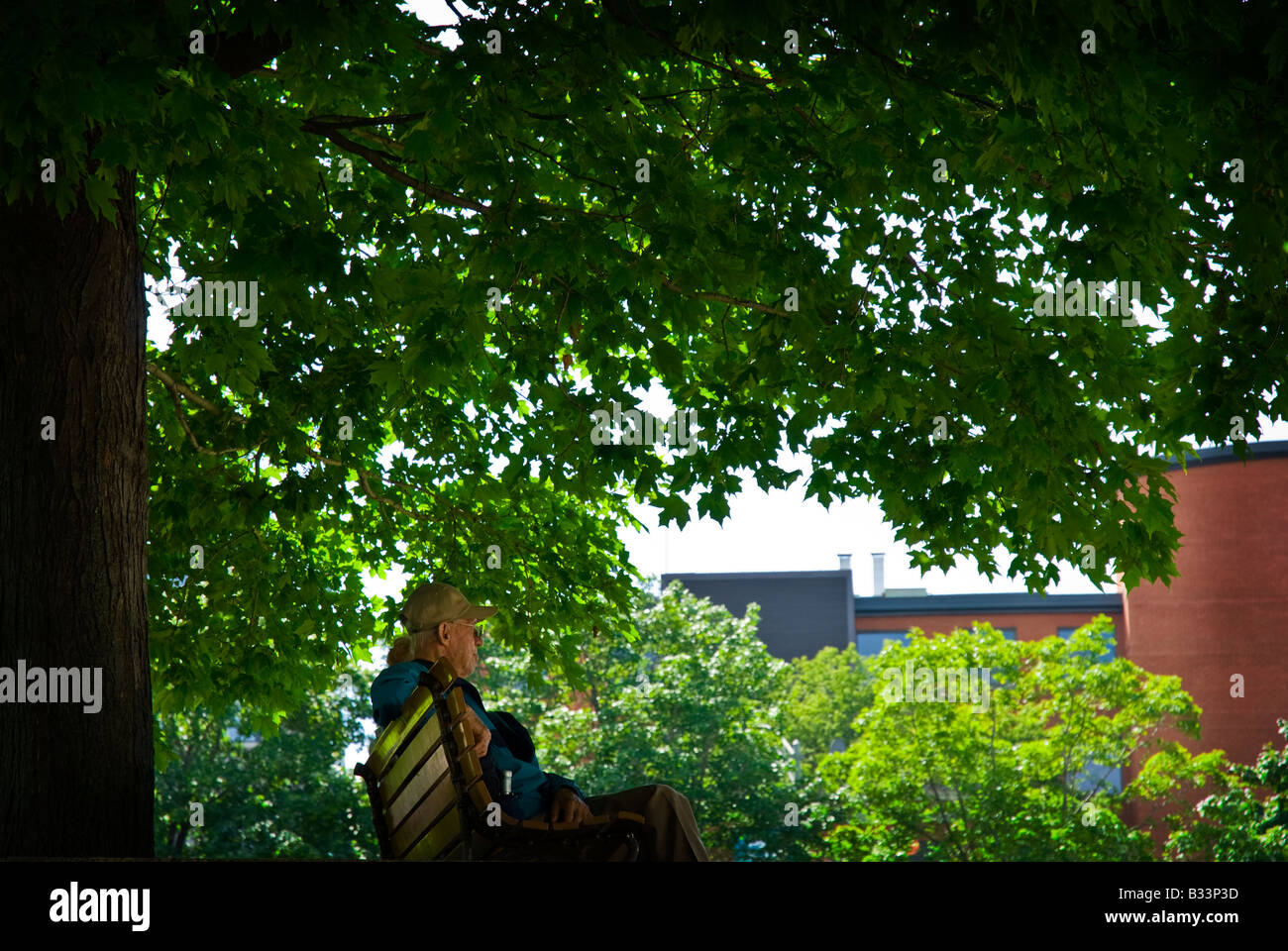 A lonely man sitting on a bench under a tree Stock Photo - Alamy