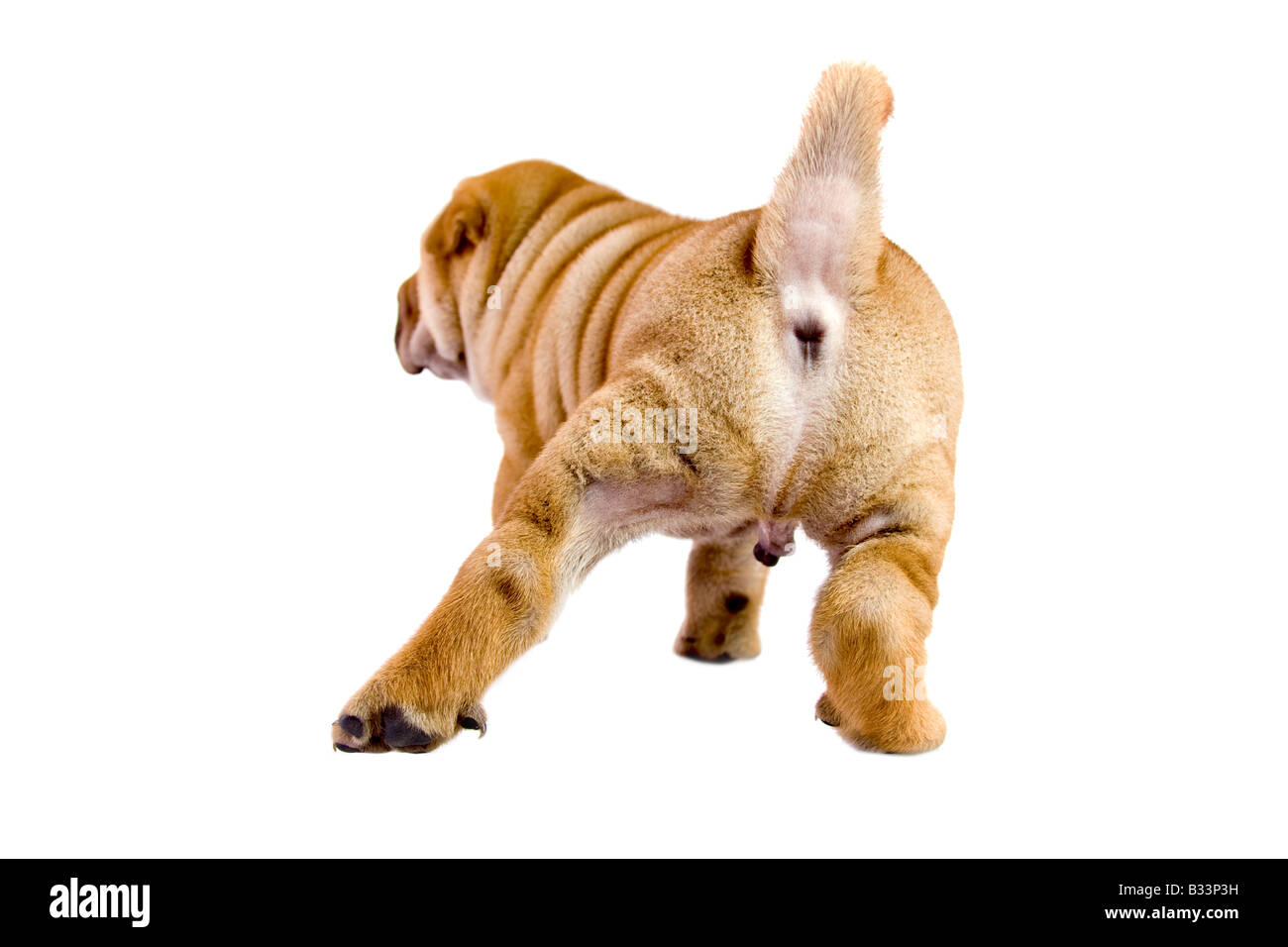 Tired old dog Cut Out Stock Images & Pictures - Alamy