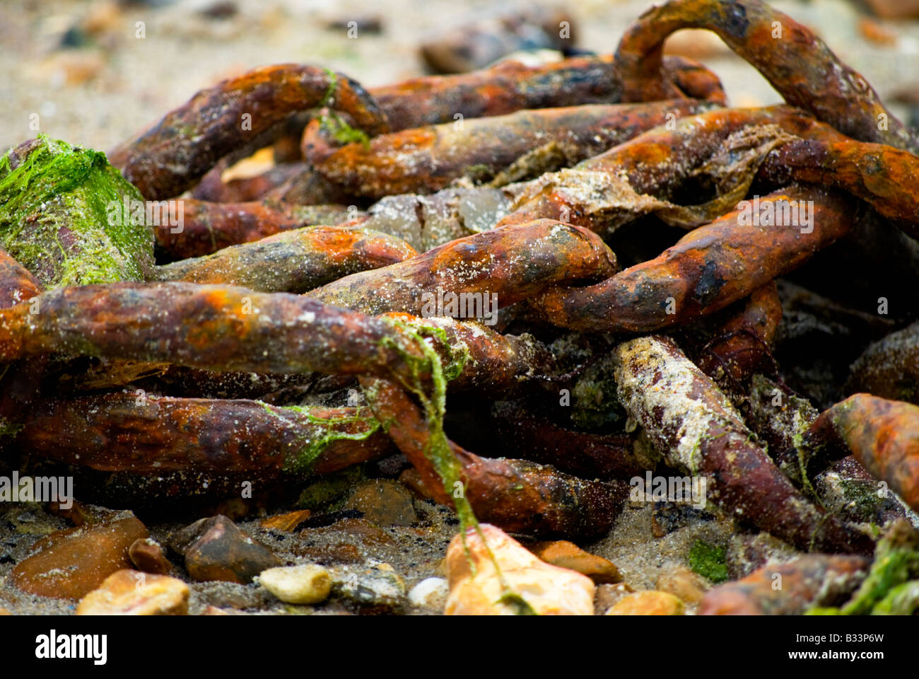 Rusty old anchor chain on a shingle beach covered with green seaweed ...