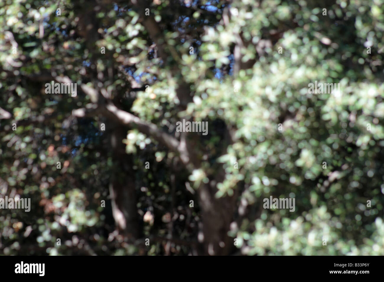 Out of focus leaves hi-res stock photography and images - Alamy