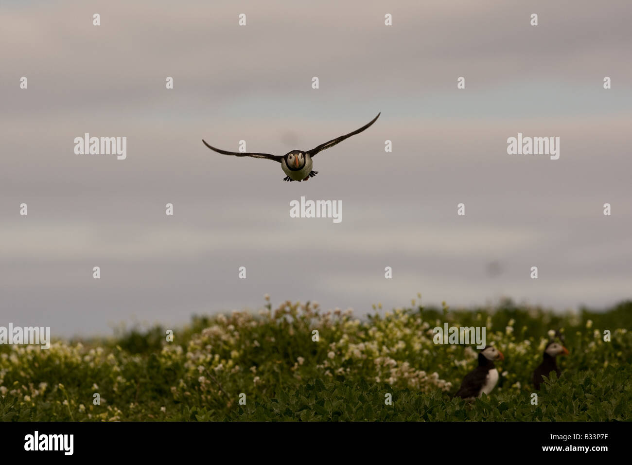 Puffin coming into land on the Farne Islands Stock Photo - Alamy