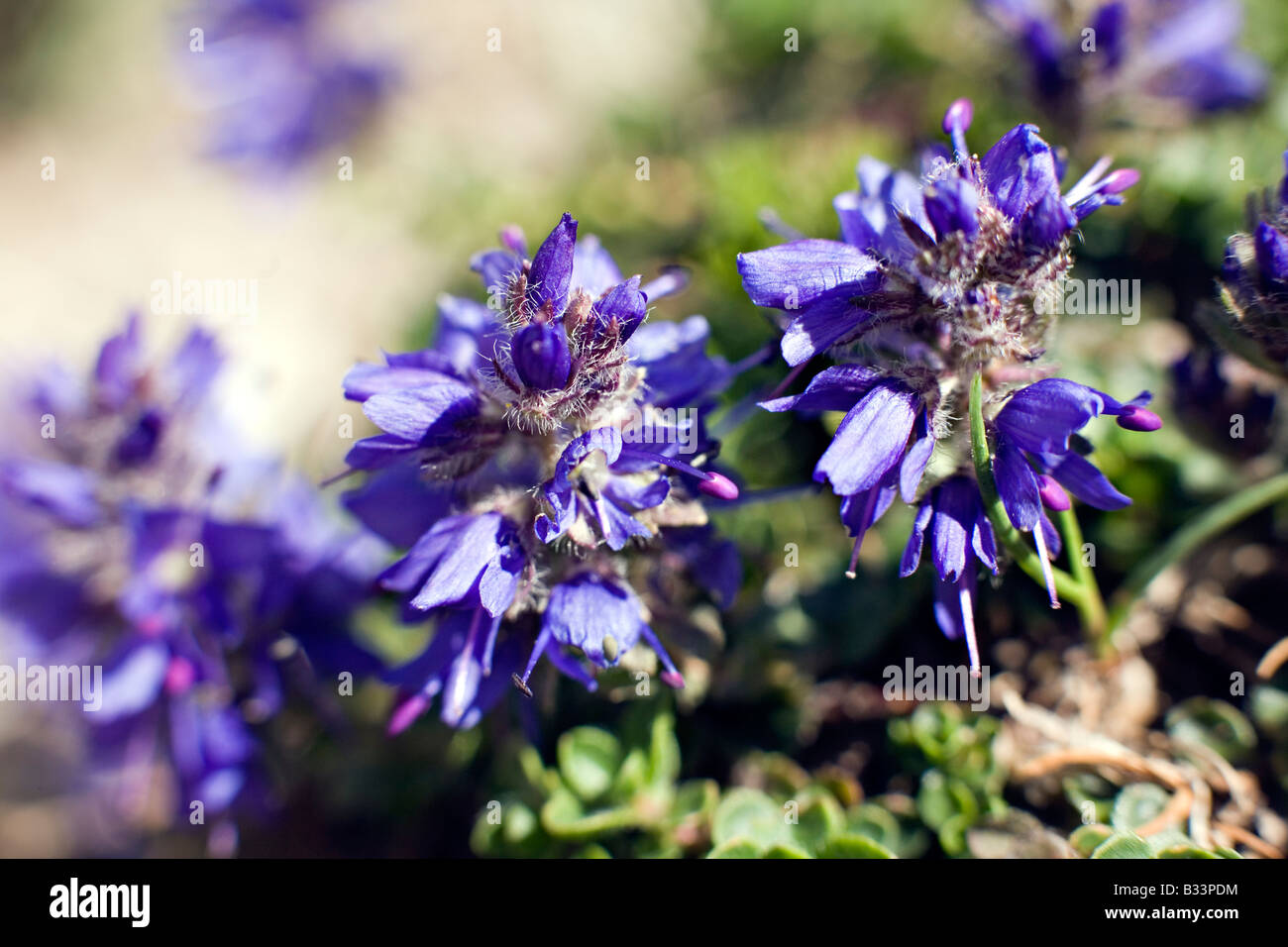 Blooming flowers in World Heritage Site Pirin National Park Bulgaria ...
