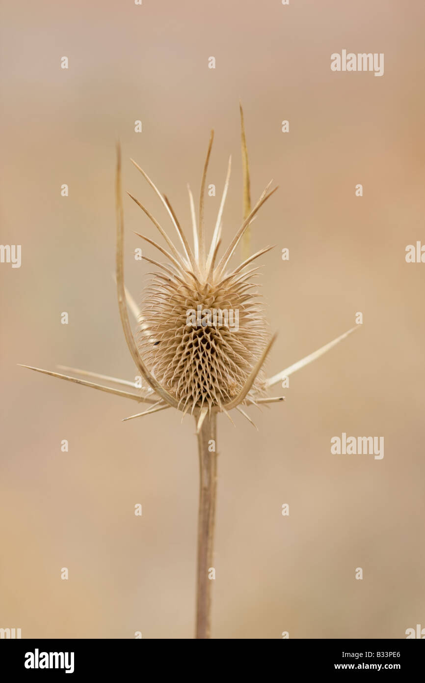 Wild Teasel Dipsacus fullonum Stock Photo - Alamy