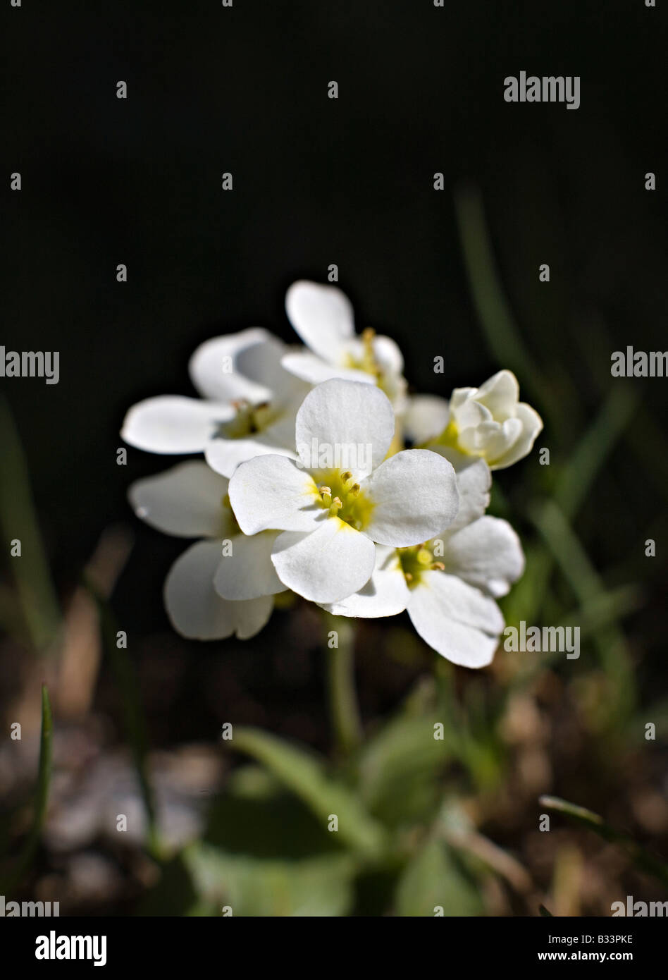 Blooming flowers in World Heritage Site Pirin National Park Bulgaria ...