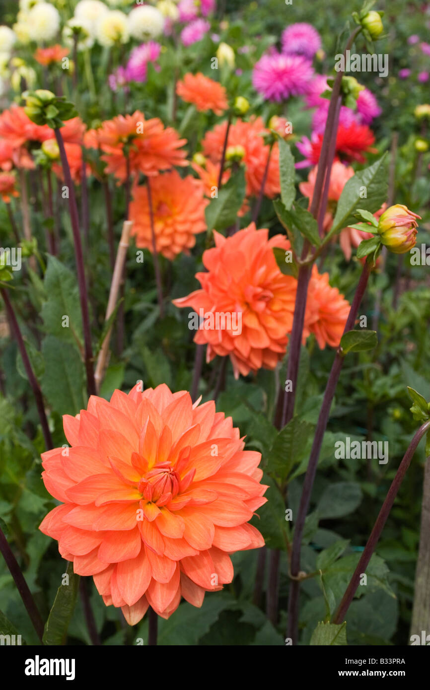 Colourful dahlia flowers growing in outdoor garden Stock Photo - Alamy