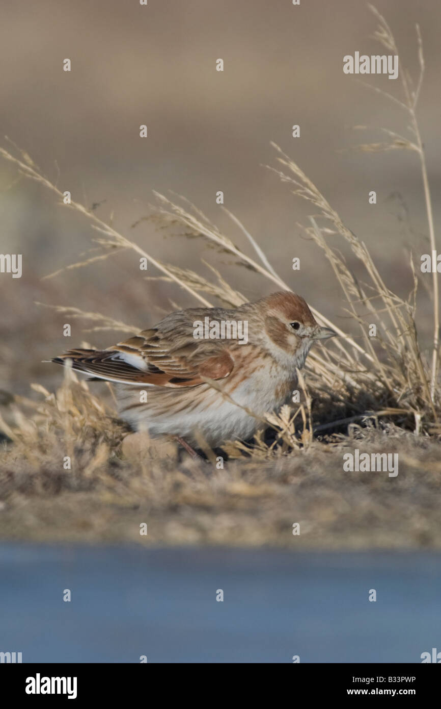 White-winged Lark Melanocorypha leucoptera Brown and white lark on ...