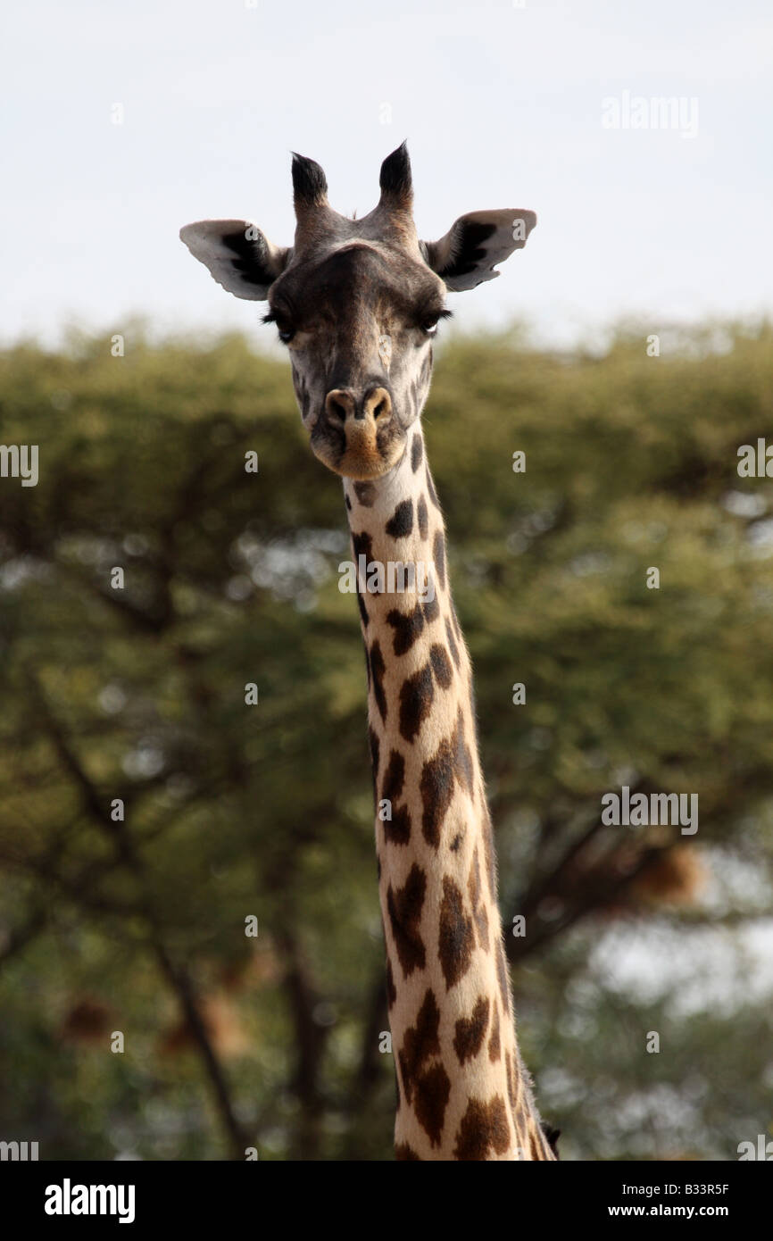 Giraffe Hello High Resolution Stock Photography and Images - Alamy