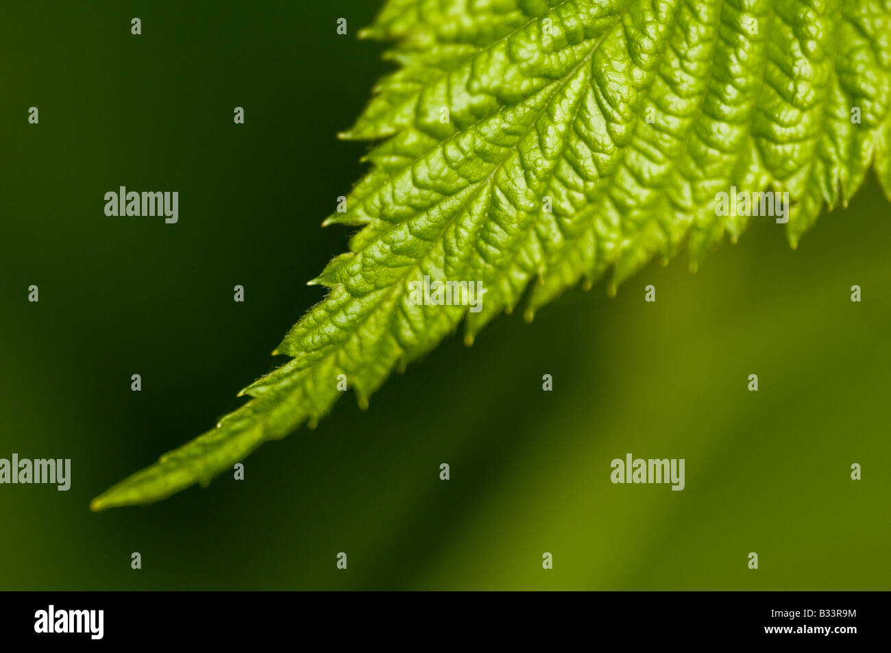 Macro shot of a new raspberry plant leaf Stock Photo - Alamy