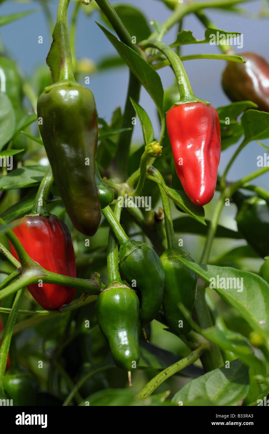 Apache Chilli Peppers Stock Photo - Alamy