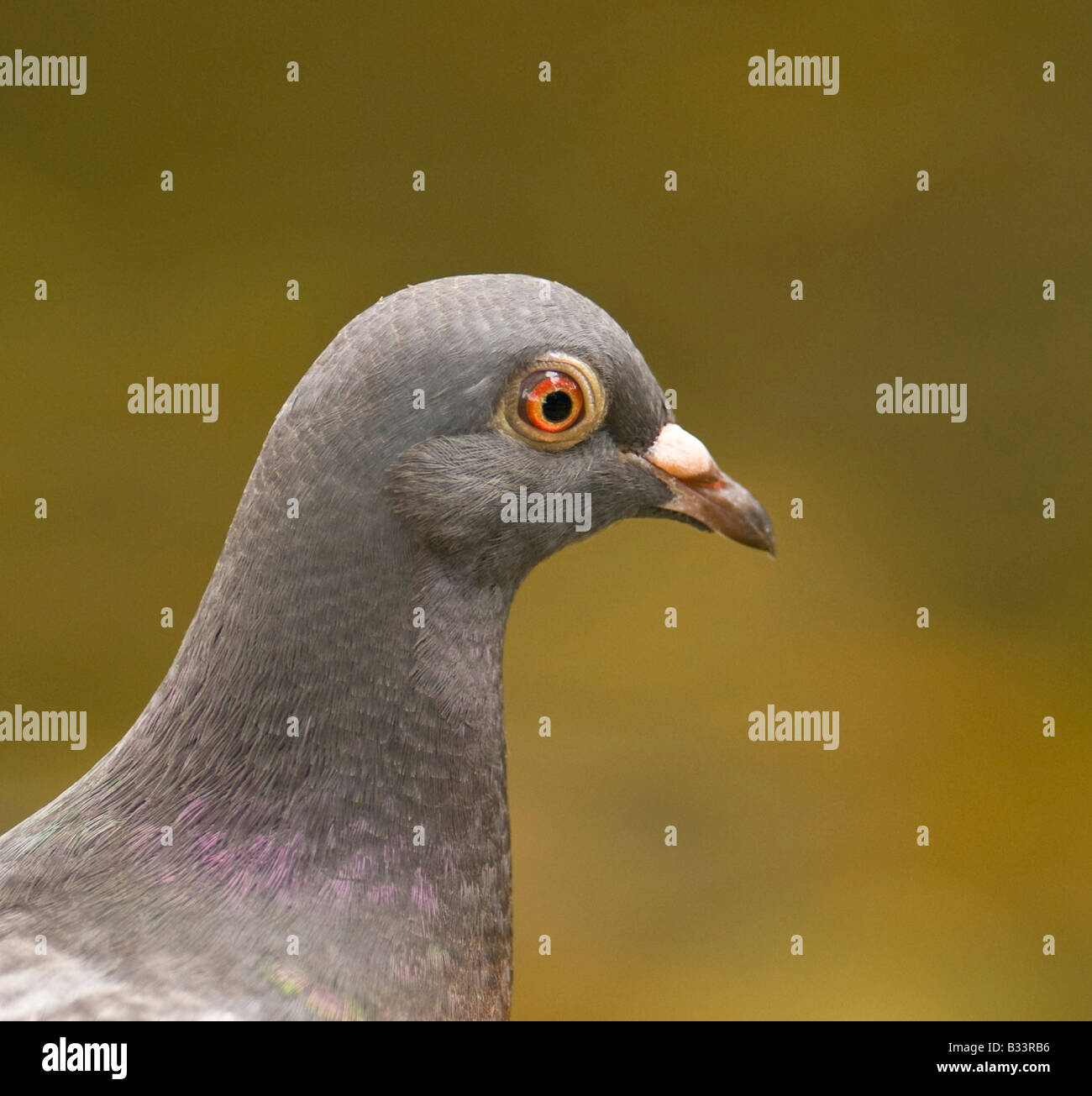 Pigeon with camera hi-res stock photography and images - Alamy