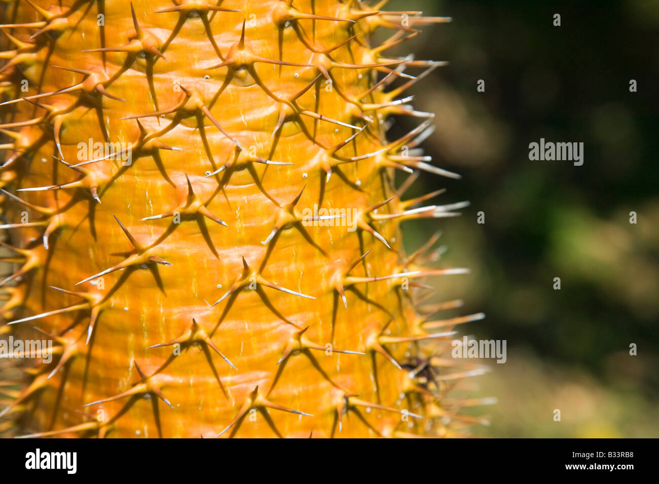 Trunk of a prickly tree Stock Photo - Alamy