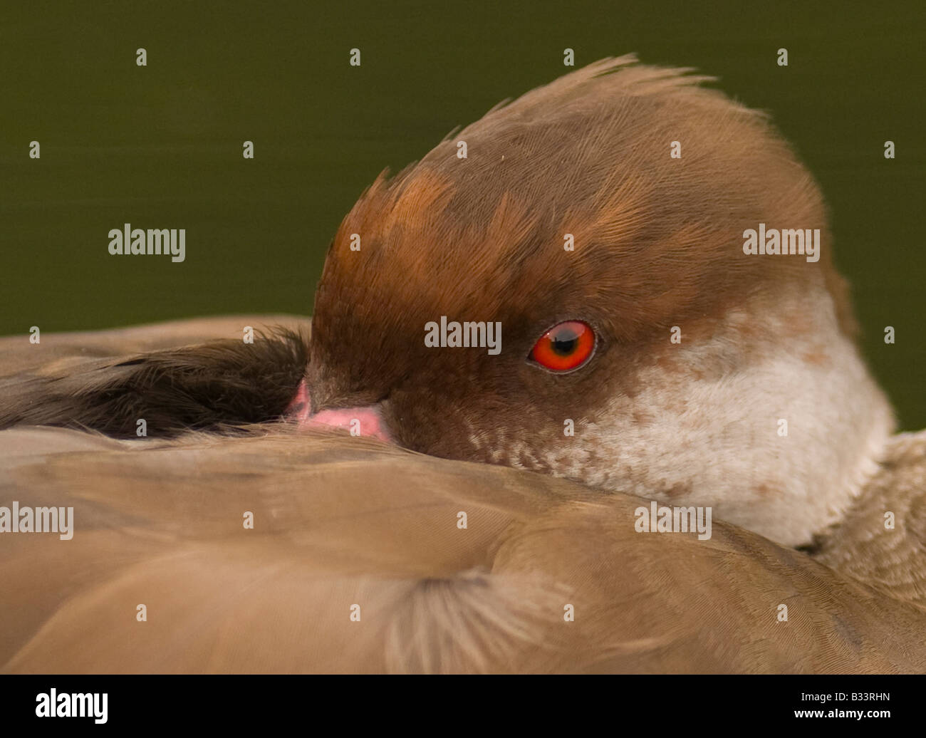 Brazilian Teal on water. Nature Reserve Lancashire Stock Photo - Alamy