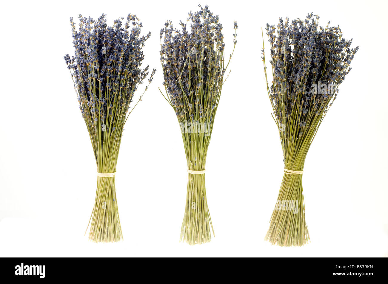 Three bunches of dried lavender stems Stock Photo - Alamy