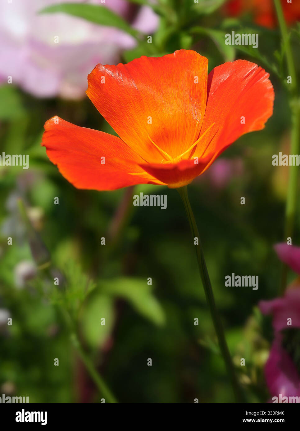 California poppy closeup hi-res stock photography and images - Alamy