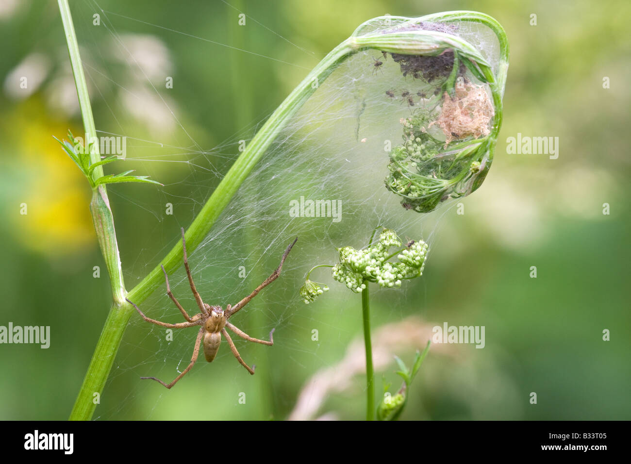 Spiderlings hi-res stock photography and images - Alamy